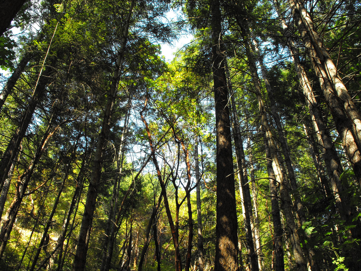 Powerful Think Well Testimonial from "Live Right for Your Species Type ...